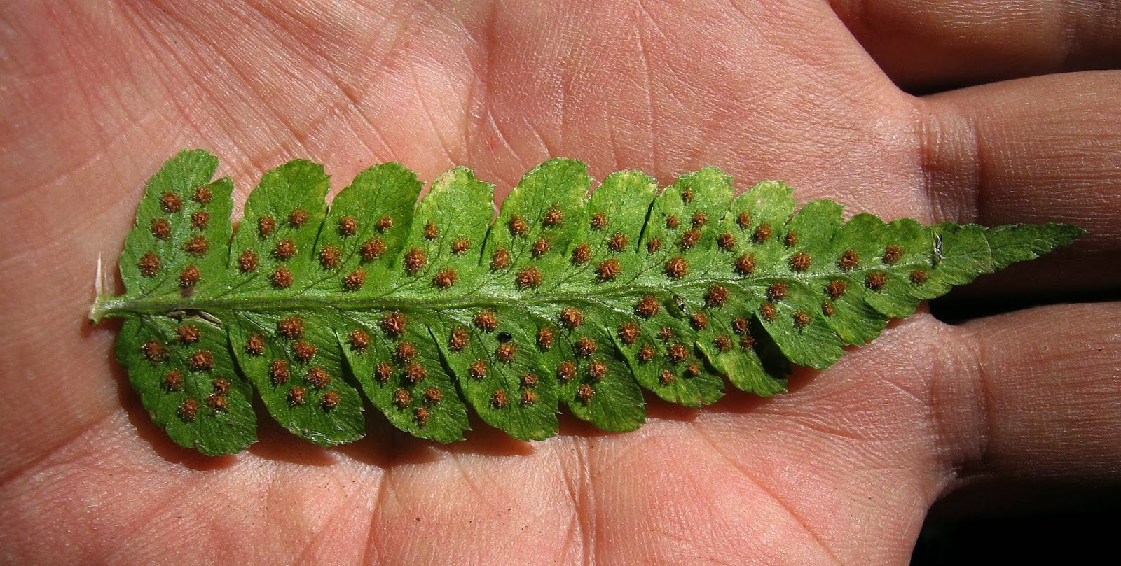 Tangled Web: The Ferns of the East
