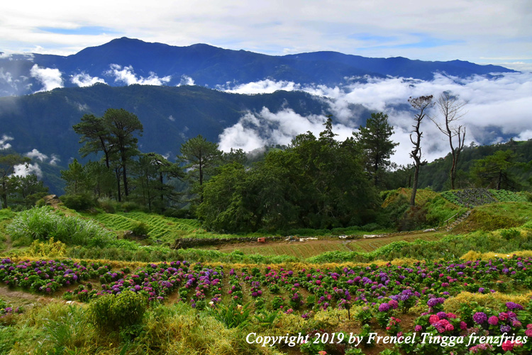 Frenz Fries: Northern Blossom Flower Farm, Atok
