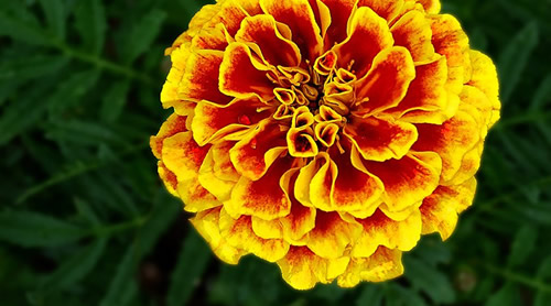 List of Flowers in the Philippines