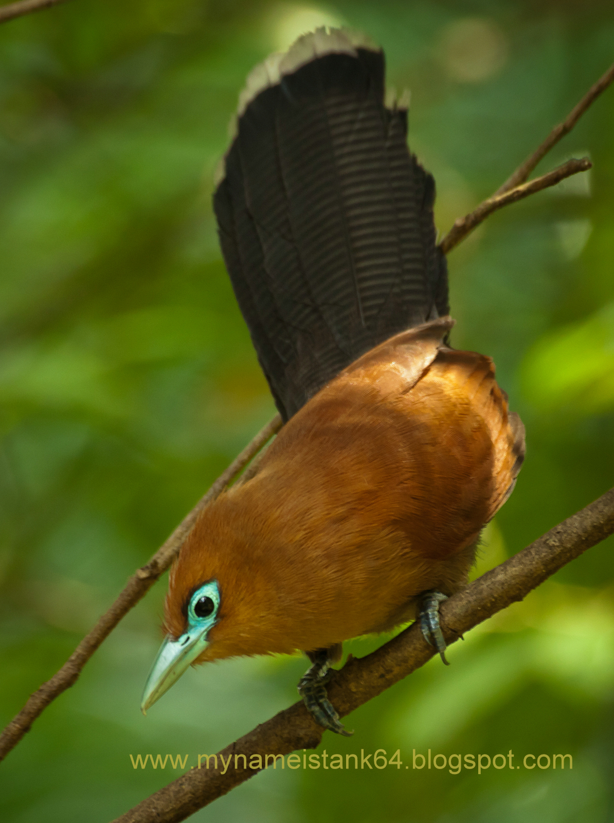 Birds of Malaysia @ mynameistank64: Raffles's Malkoha (Rhinortha ...