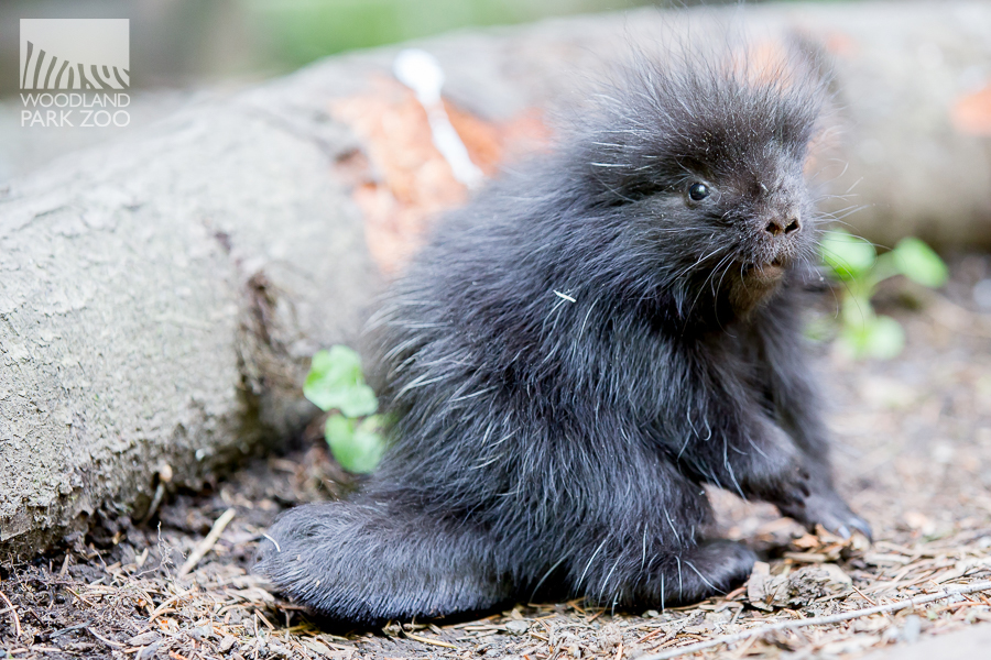 Baby Porcupines
