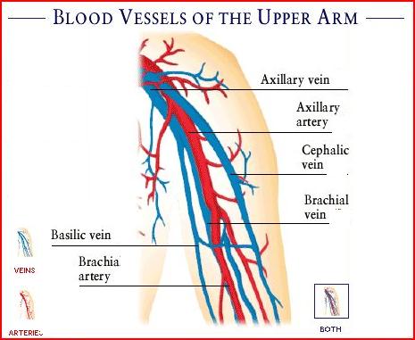 Body Anatomy: BLOOD VESSELS OF THE UPPER ARM