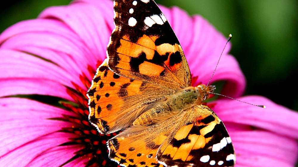 Vanessa Cardui Vanessa Cardui