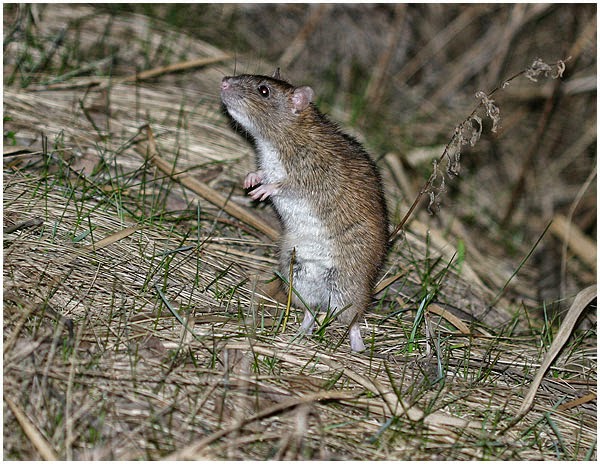 Info animales: ROEDORES MIOMORFOS PARTE TRES