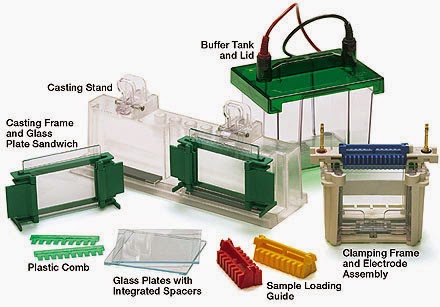 Amor Por La Bacteriologia.: ELECTROFORESIS