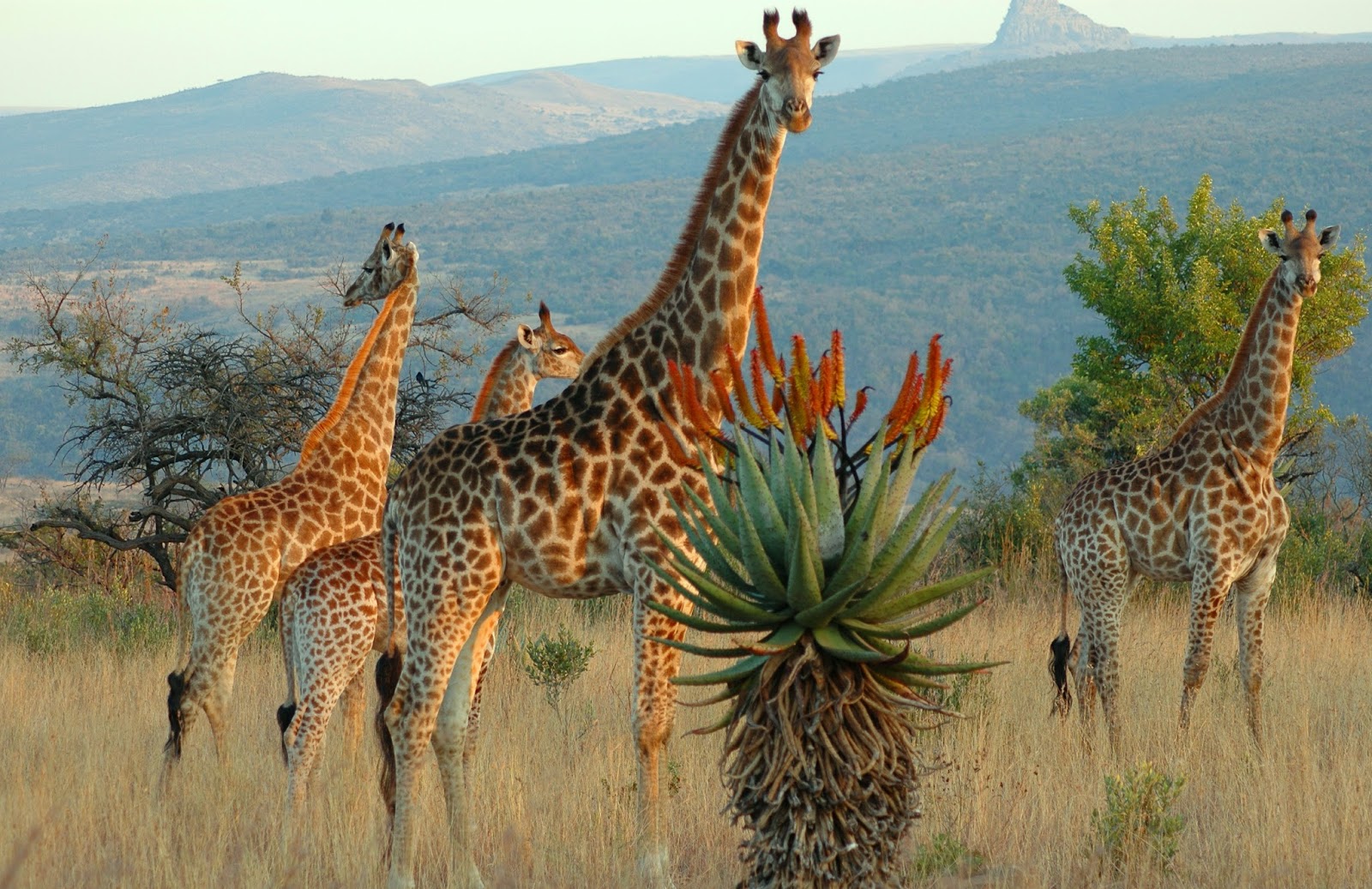 500 Gambar Hewan Jerapah HD Terbaru - Info Gambar