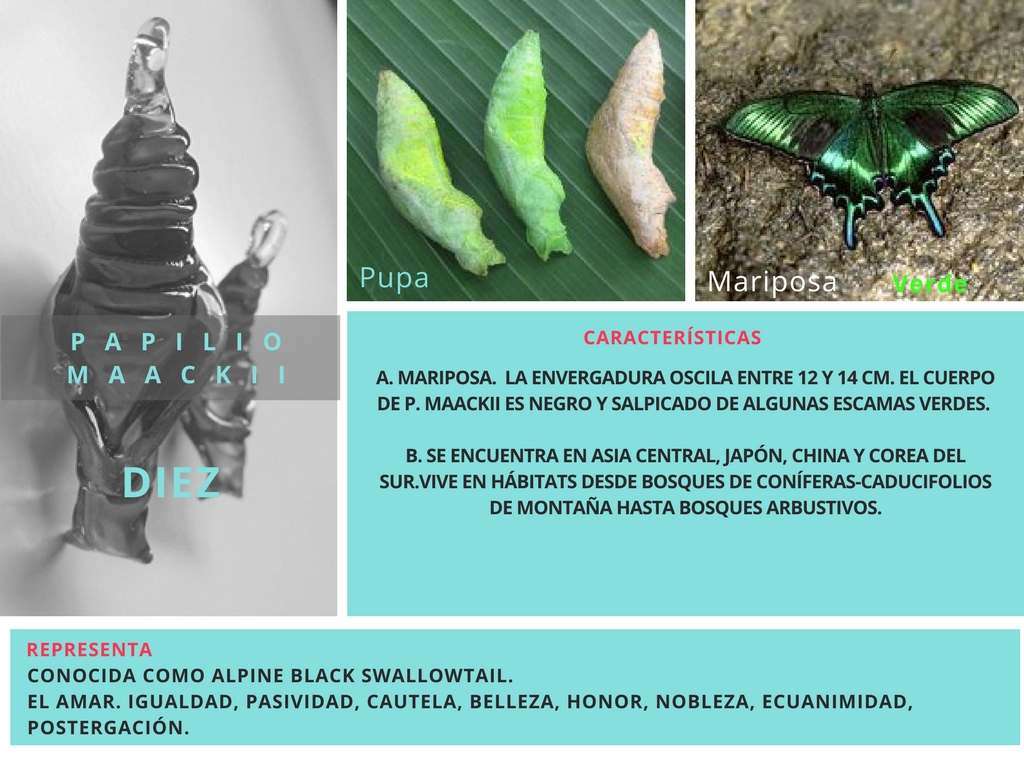 Clasificación de Crisálidas