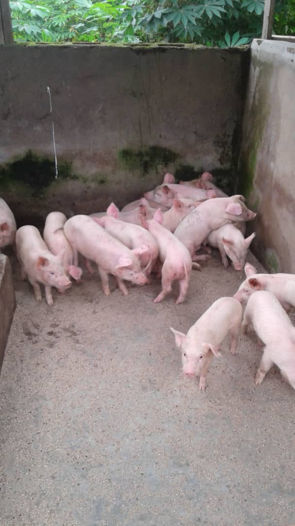 Piggery feeds formulation. A typical example