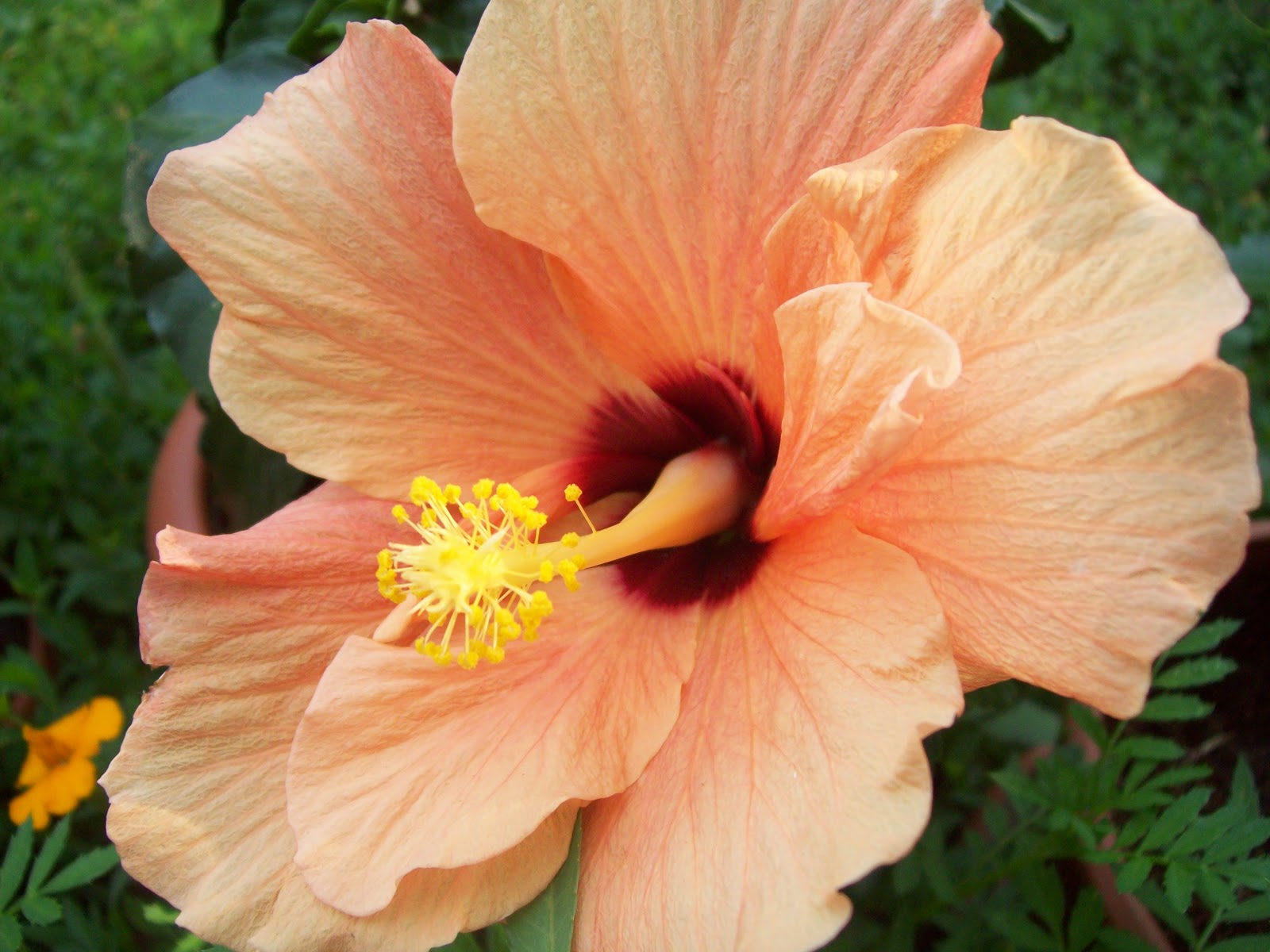 minihorticultura: hibiscus rosa-sinensis