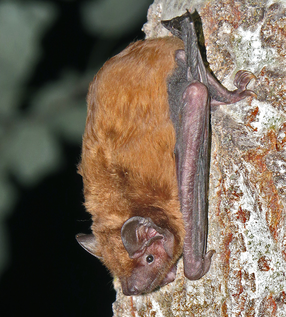 MURCIÉLAGOS DE CANTABRIA: Nyctalus noctula