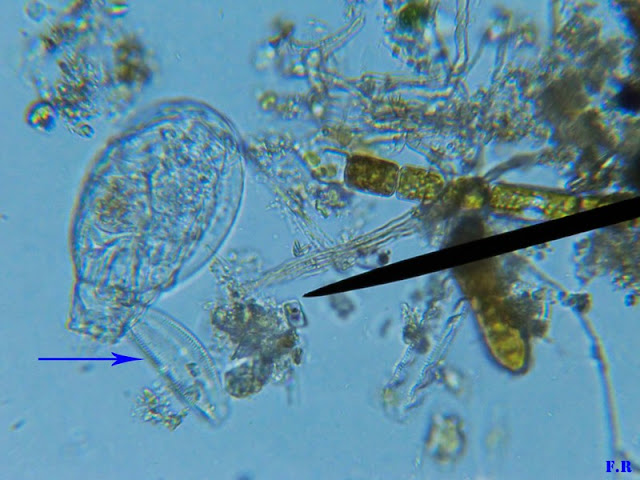 Microorganismo del agua.: PRESENTE Y PASADO DE UNA DIATOMEA.