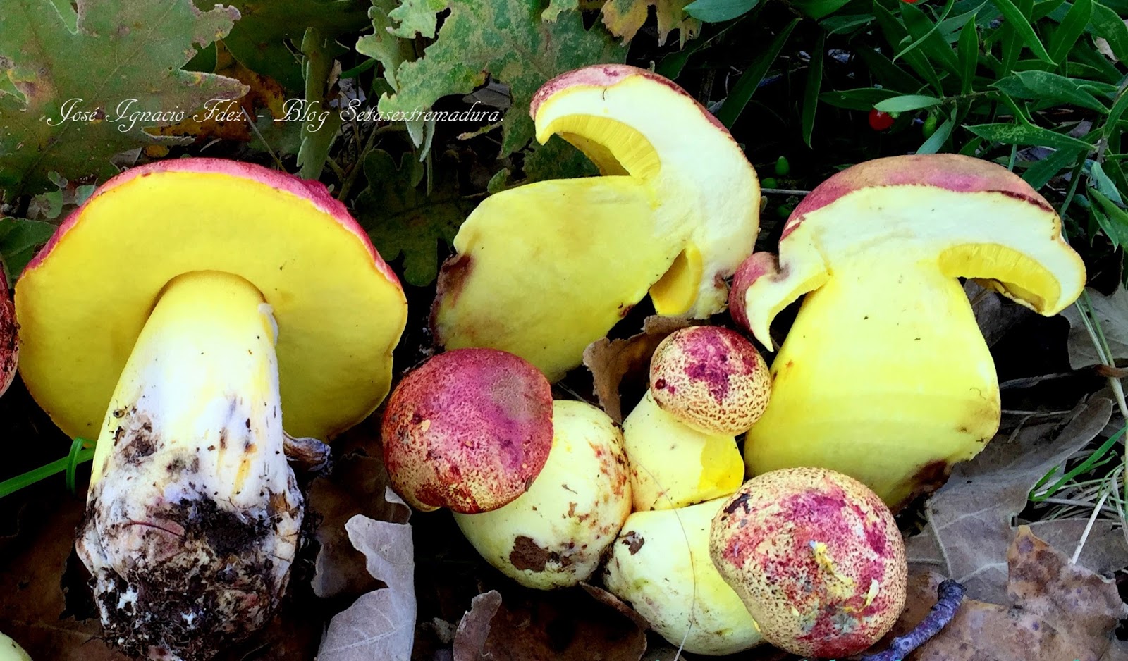Setas Extremadura : Boletus Regius