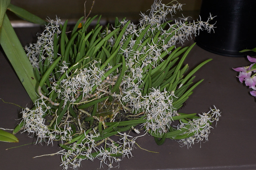 Dockrillia orchid plant care and culture | Travaldo's blog