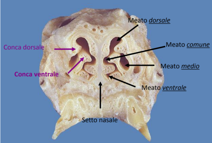 APPUNTI DI ZOOTECNIA: APPARATO RESPIRATORIO