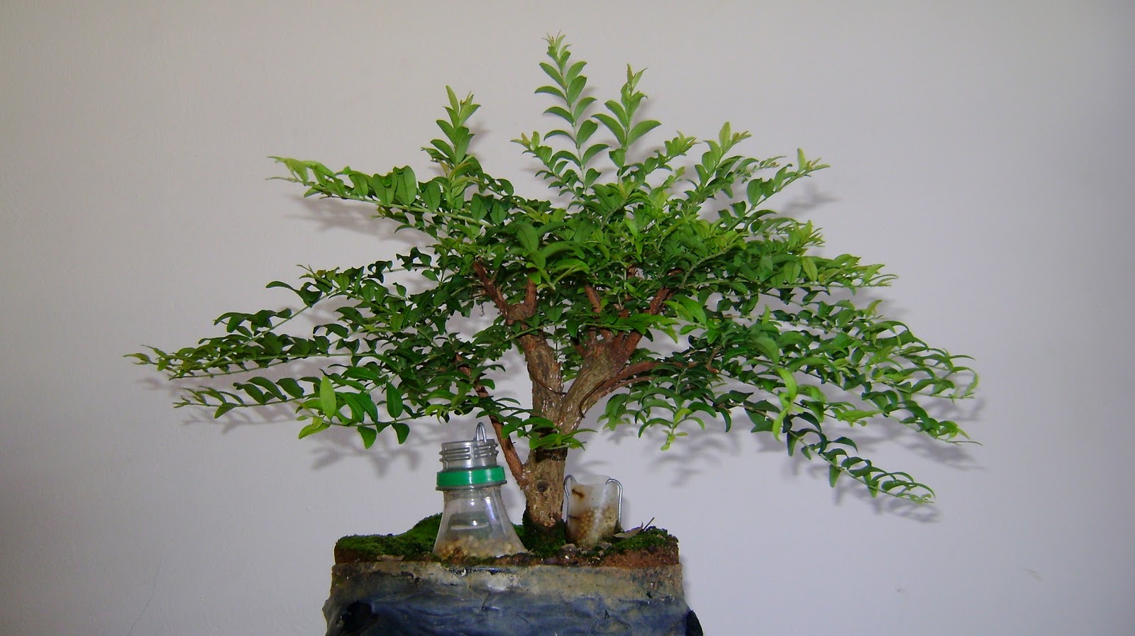 Uvaia eugenia pyriformis