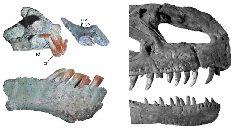 The Theropod Database Blog: Chilesaurus brings out the BANDit in me