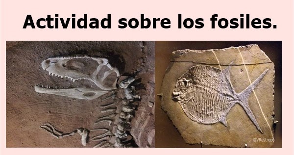 Actividad sobre los Fósiles y sus Clasificaciones. - Matemática Serie 23
