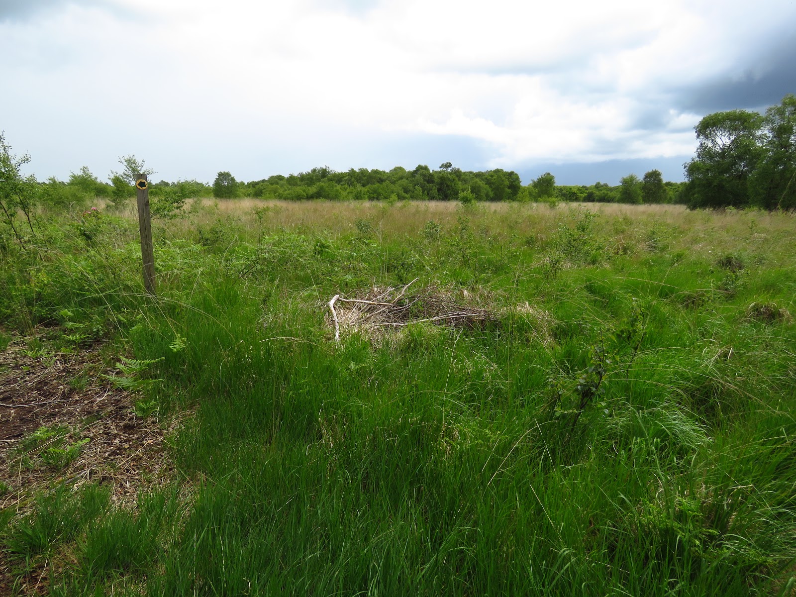 Wild at Hull: Crowle Moor
