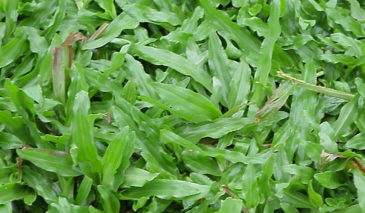 3 Jenis Rumput Gajah Mini Untuk Taman - TUKANG TAMAN SURABAYA