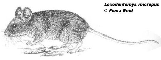 Argentina nativa: Pericote patagónico (Loxodontomys micropus)