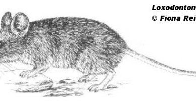 Argentina nativa: Pericote patagónico (Loxodontomys micropus)