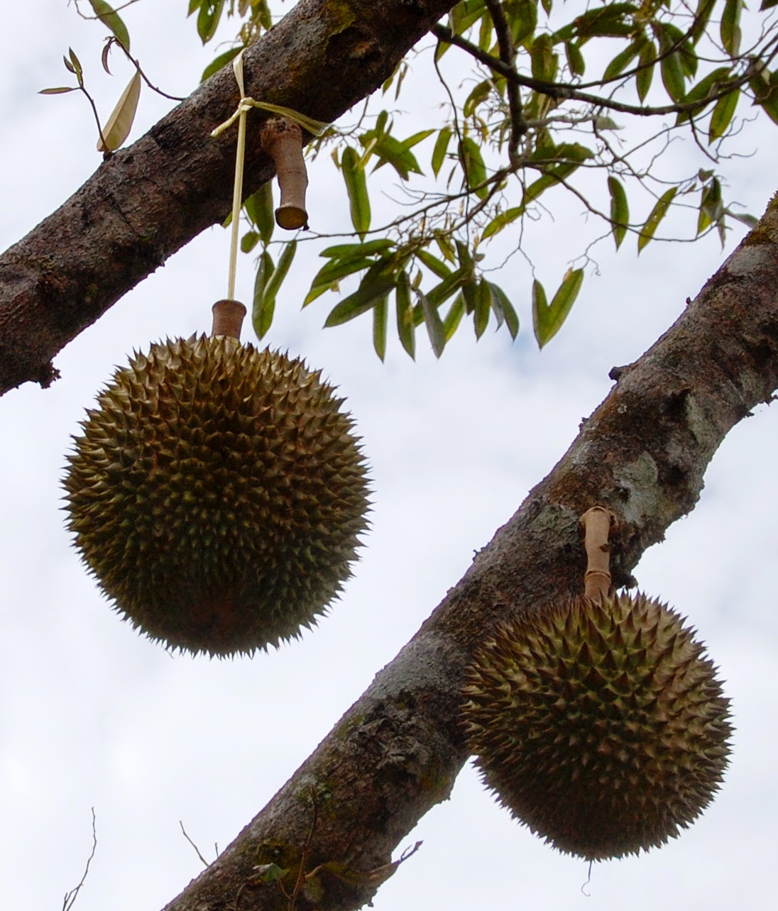 Durian Info: Botany of The Common Durian