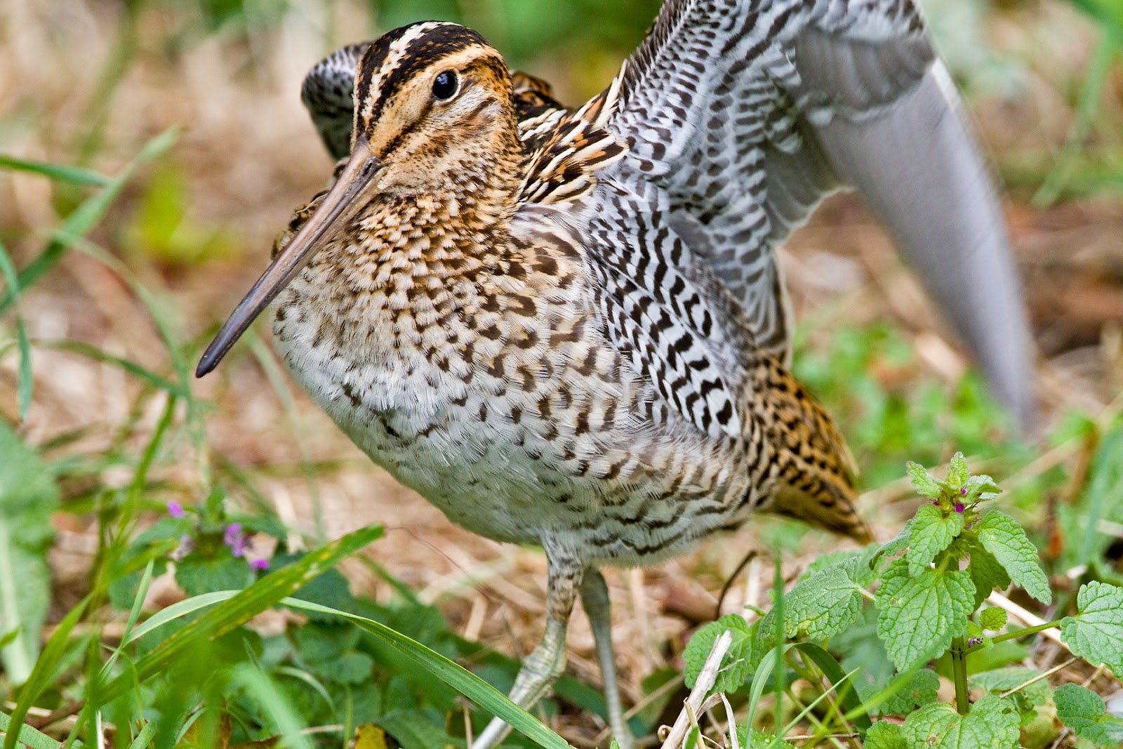 PETER'S PORTFOLIO..............Bird & Wildlife Photography: Great Snipe