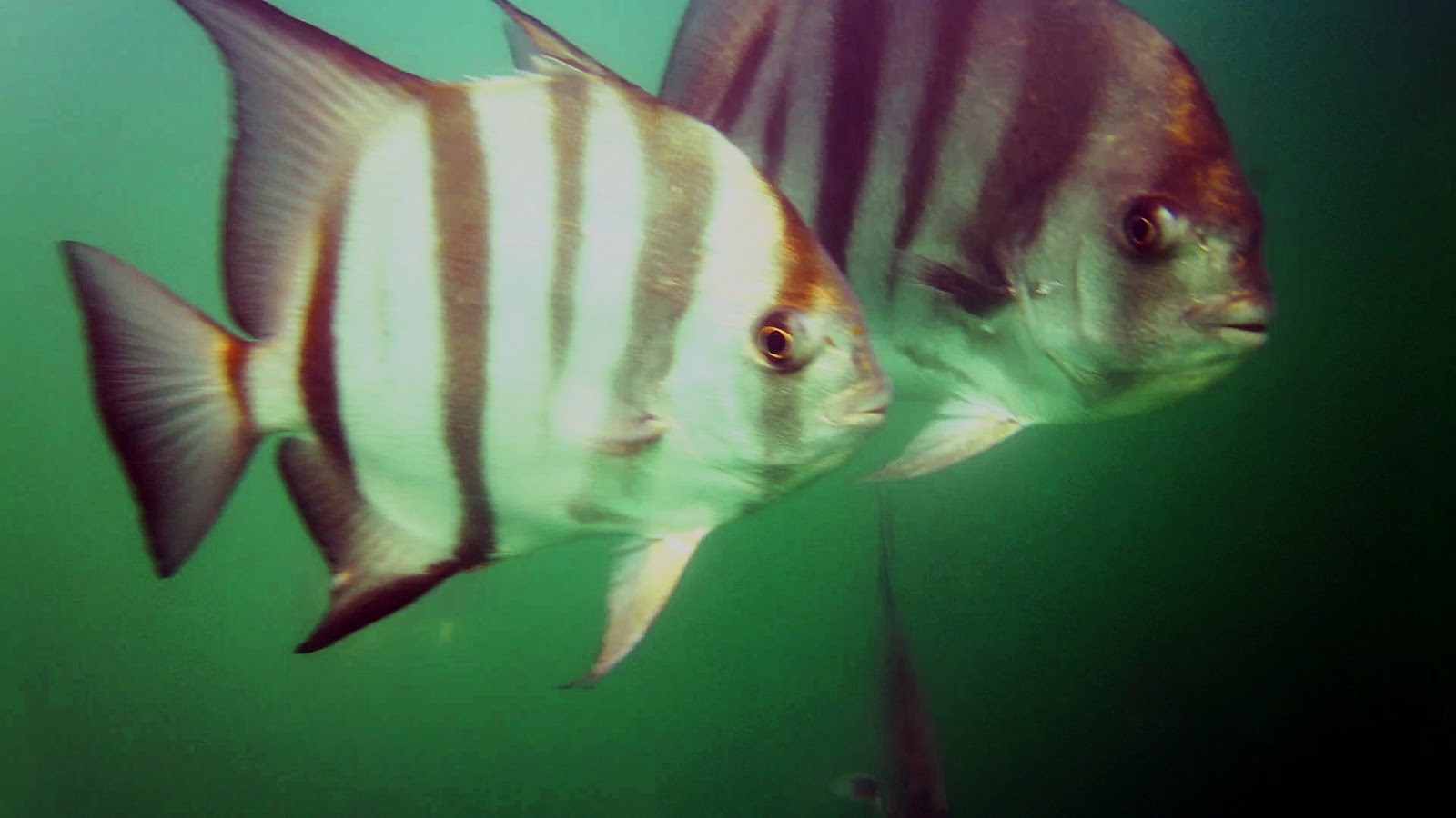 Jim Baugh Outdoors TV: Spade Fish 2019!!! JBOTV feature with Captain ...