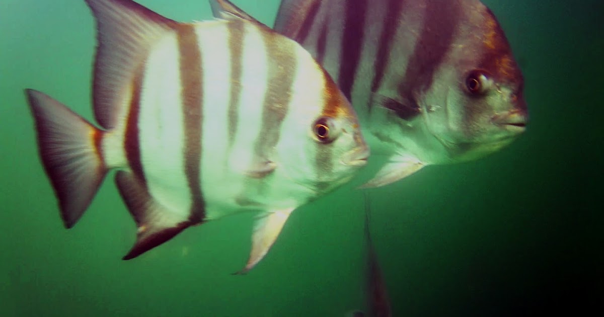 Jim Baugh Outdoors TV: Spade Fish 2019!!! JBOTV feature with Captain ...