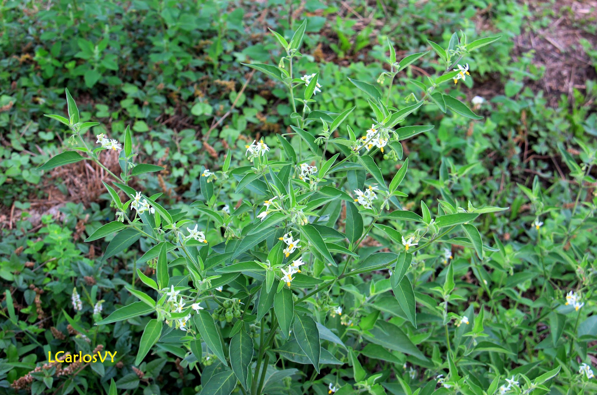 Plantas silvestres de Asturias: Hierba mora, Tomatillo del diablo ...