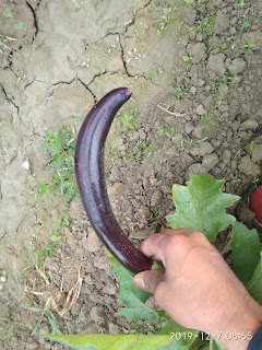 Cultivation of Brinjal - Sphorticulture