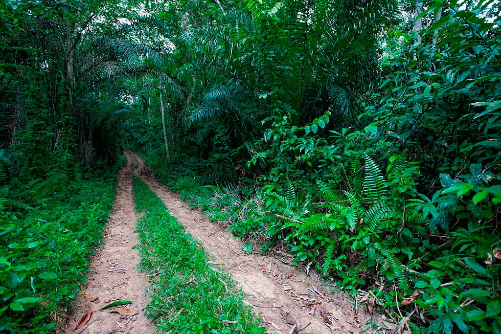 Diario en Guinea Ecuatorial: Un paseo por la selva