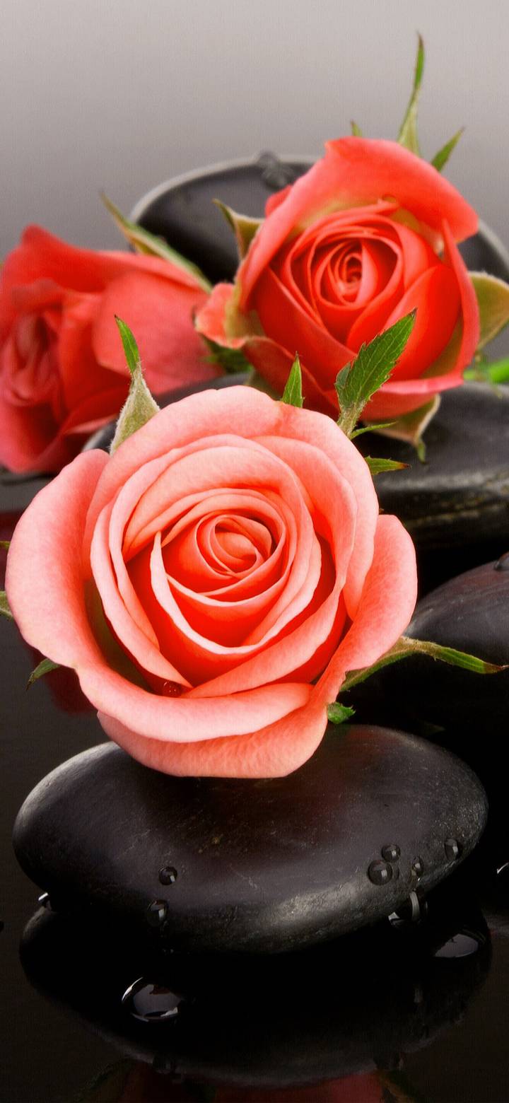 Juan Maldonado: The best Wallpapers and Screensaver of Roses