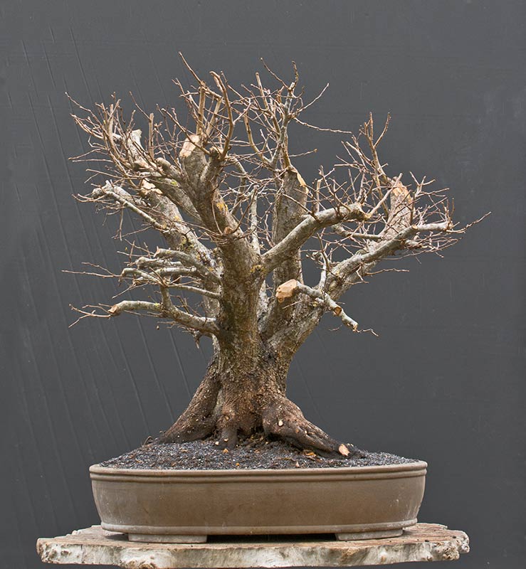 Walter Pall Bonsai Adventures: Oriental hornbeam #64