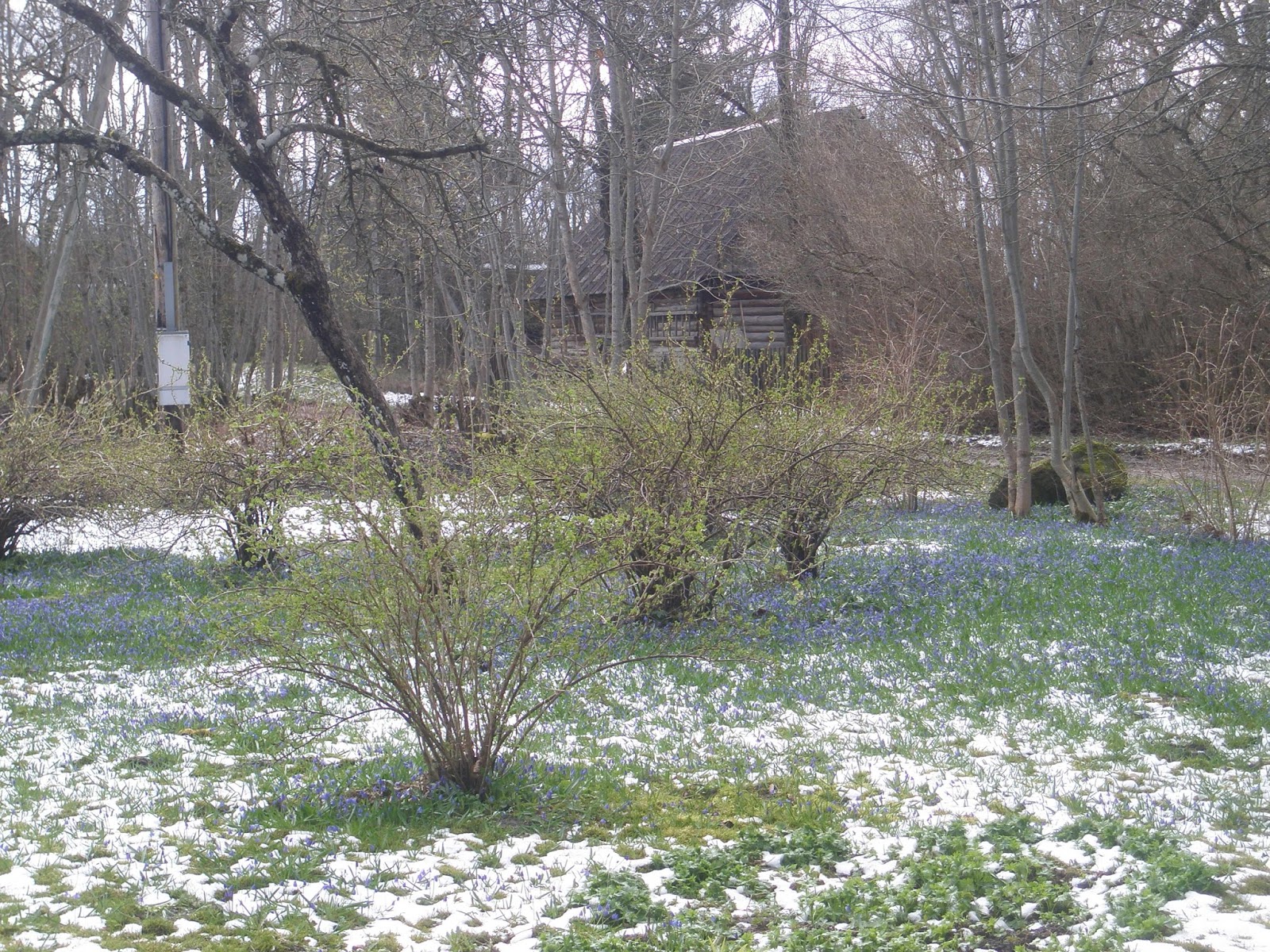 Lepatriinu lembehetked: Kevade kius