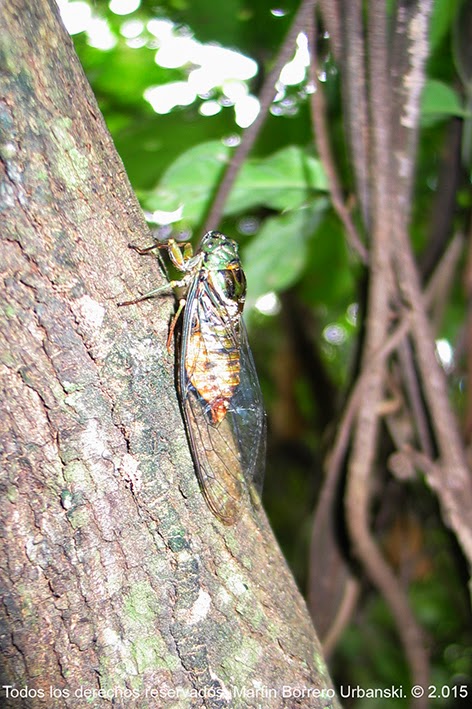 Reserva La Tribuna Fauna Flora y Paisaje: INSECTOS