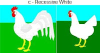 Genetics - An Attempt at Simplifying the Complex | BackYard Chickens ...