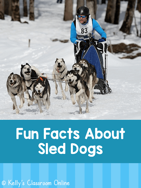 Kelly's Classroom Online: Fun Facts About Sled Dogs