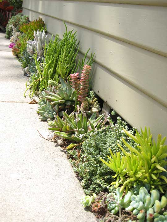 My Carolina Yard: The Year of the Succulent: Tips for creating a ...