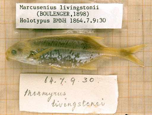 Artes de Pesca: ACTINOPTERYGII