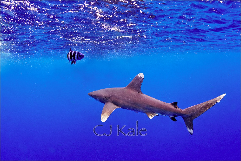 Lava Light Galleries Blog: Playing with sharks