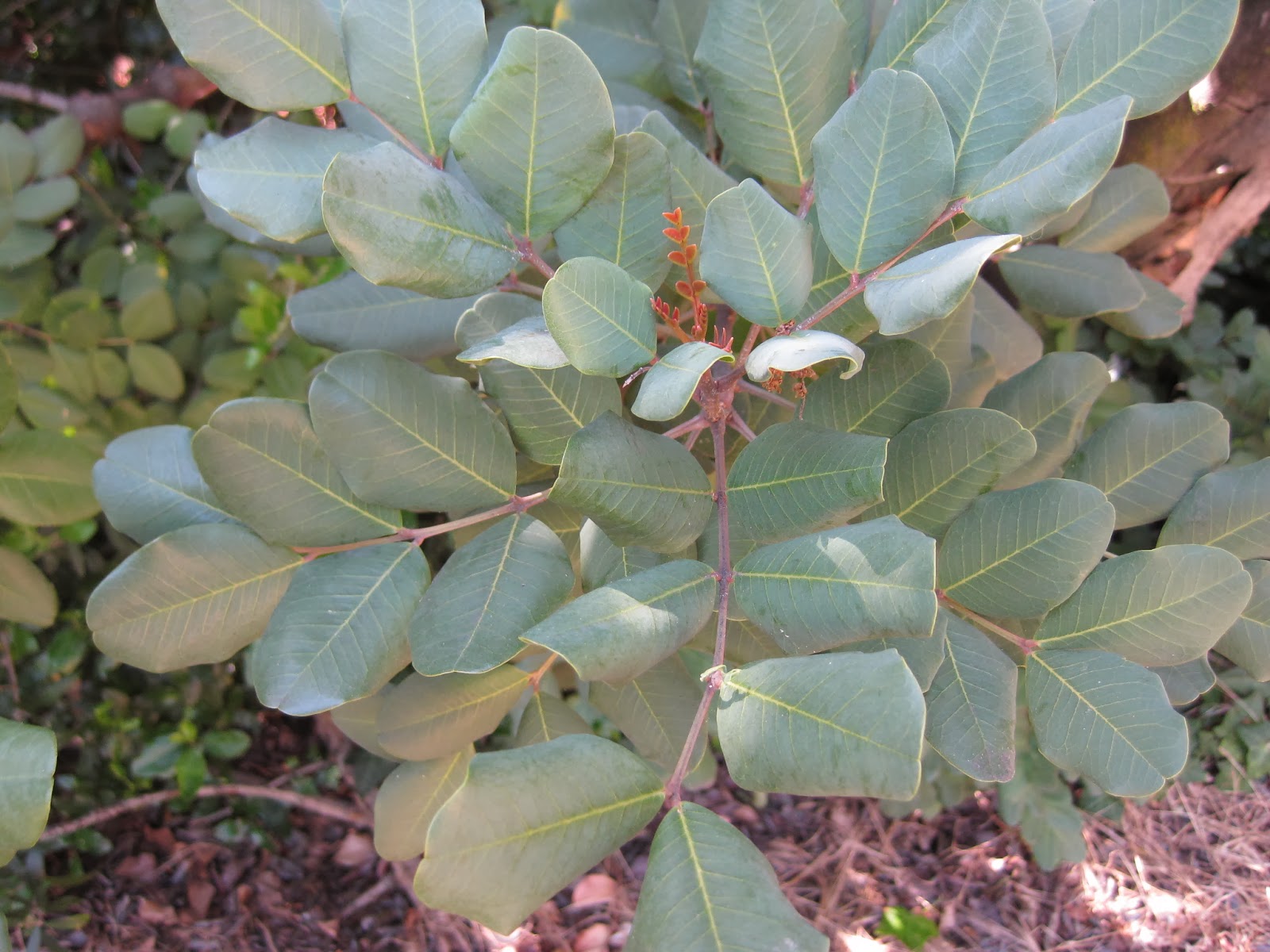 Trees of Santa Cruz County: Ceratonia siliqua - Carob Tree