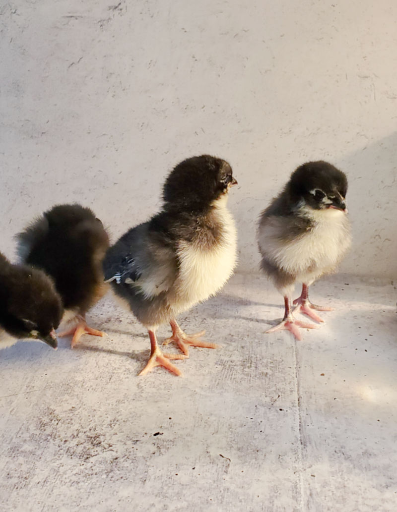 Mail Order Chicks | The How, Why and When - Fresh Eggs Daily® with Lisa ...