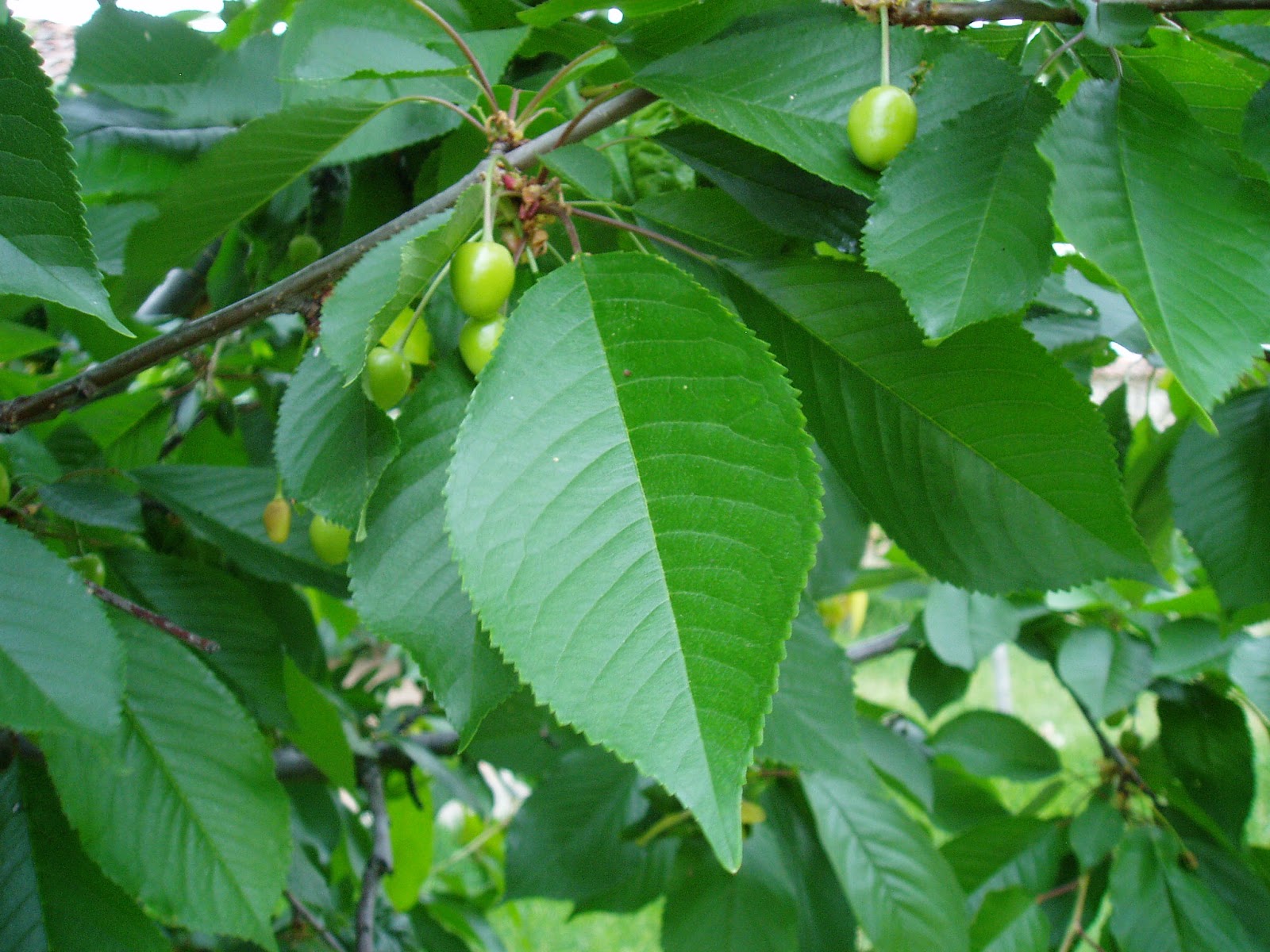 CEREZO: Prunus avium | Plantas rioMoros