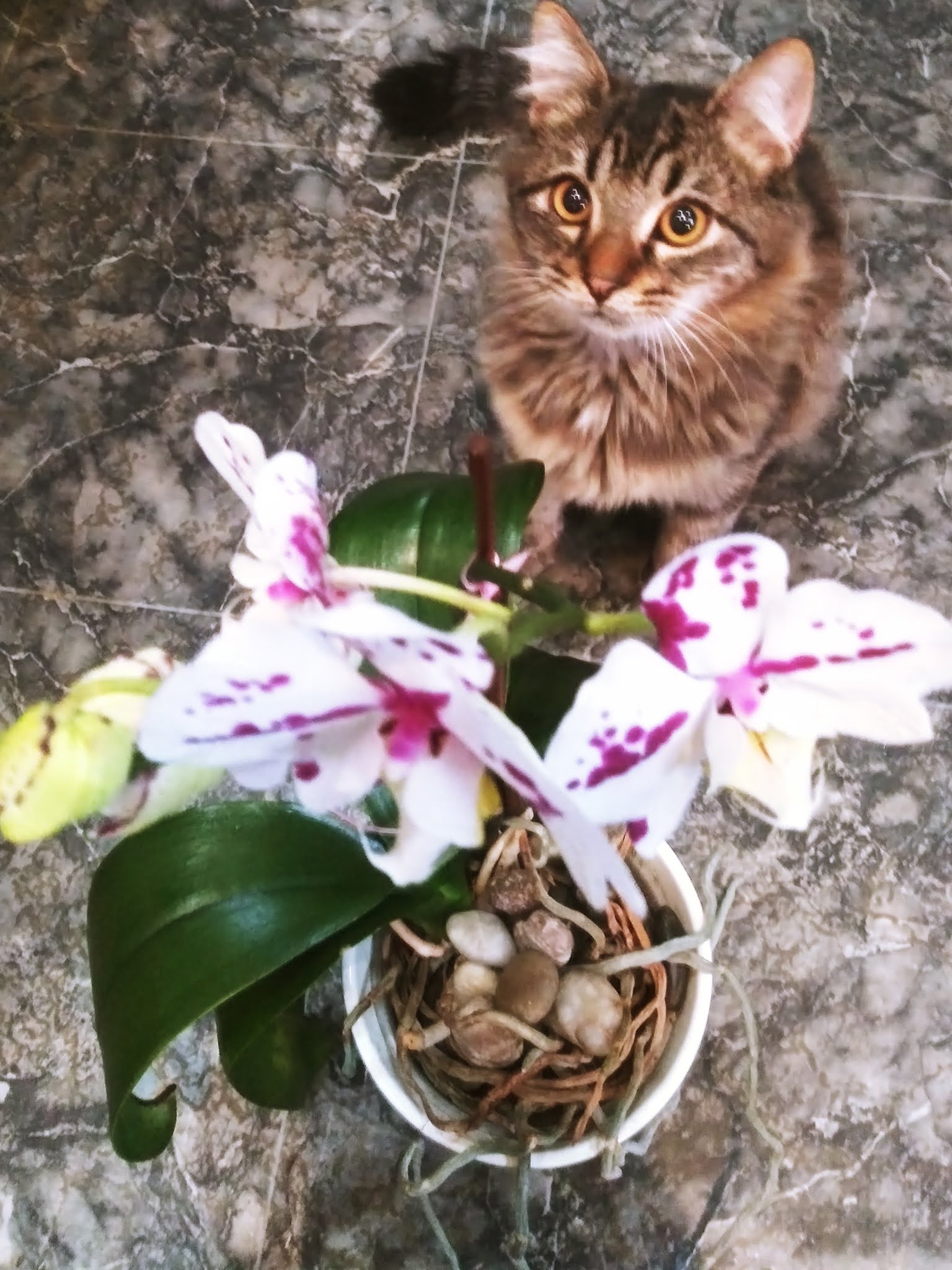 Cats in Gardens: On Dasher...