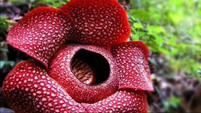 Mengenal Bunga (Puspa) Nasional Indonesia - RIFANFAJRIN.COM
