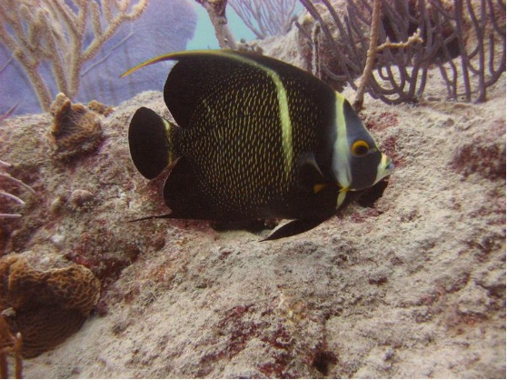 Dominican Views: Scuba Diving Bayahibe