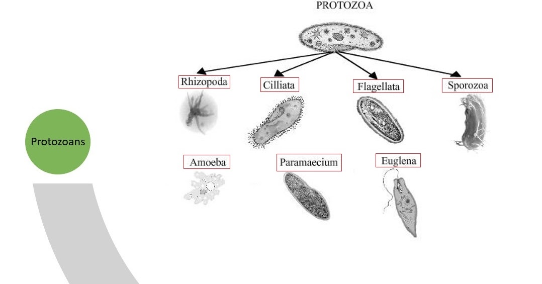 Protozoa- Definition, characteristics, classification, examples