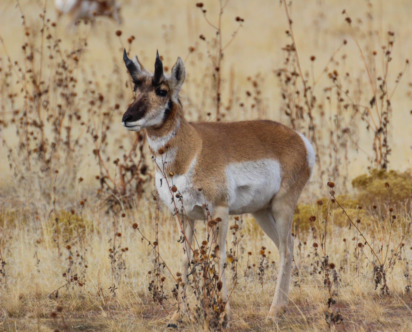 Cannundrums: Pronghorn Antelope - Loin Steaks