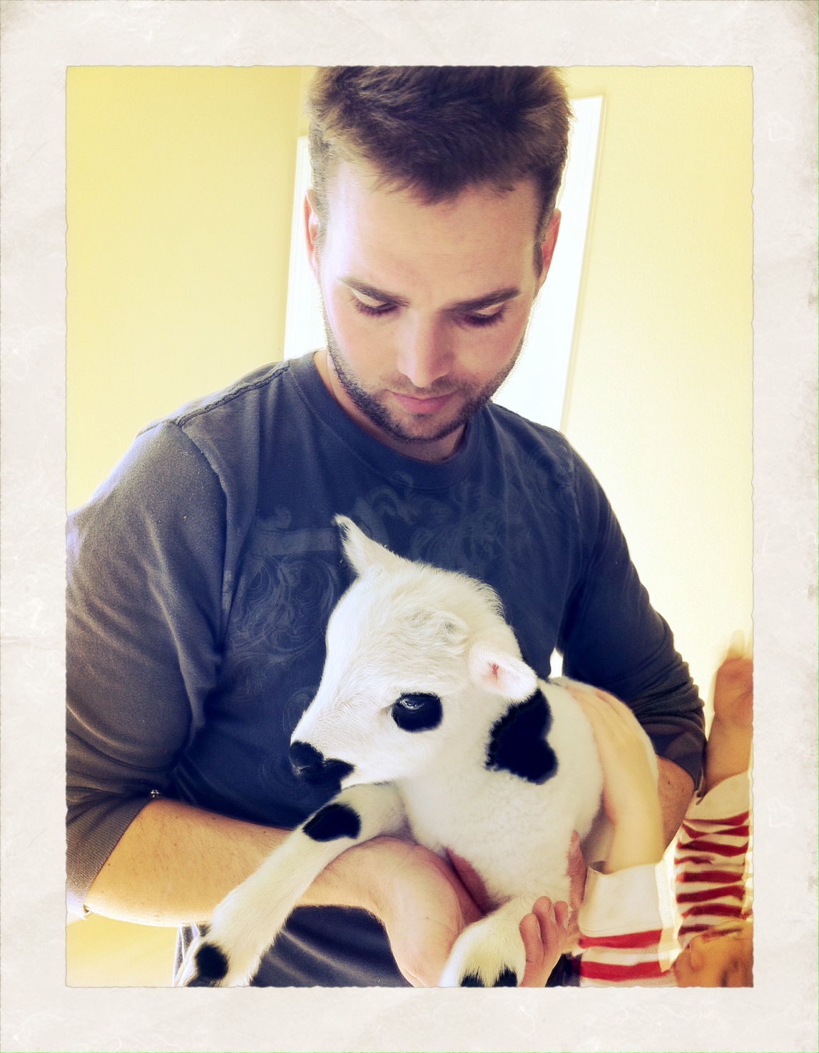 riddlelove: VIDEO: Shearing Shamrock the Jacob Ram